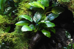 DOOA System PALUDA 60 - Aqua Zones