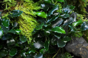 DOOA System PALUDA 60 - Aqua Zones