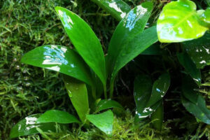 DOOA System PALUDA 60 - Aqua Zones